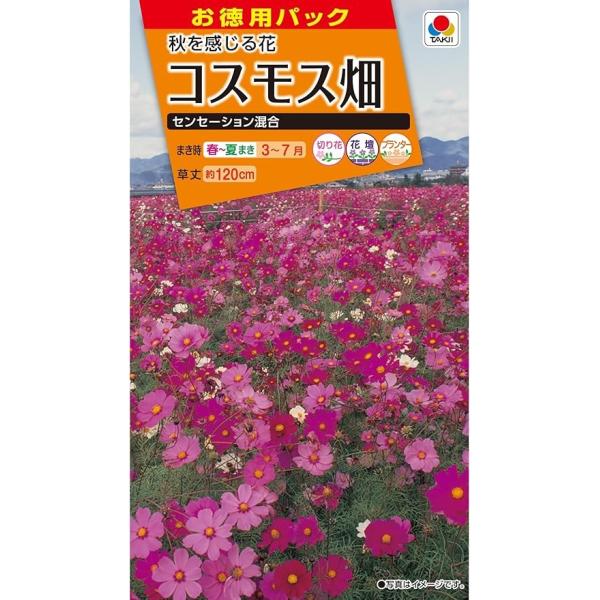 ●一般には秋咲きですが、本種はタネまき後2〜3ヵ月で開花する早生種で、花径約8の大輪咲き混合です。●秋に咲かせるには7月頃にまき、過湿や乾き過ぎにに注意します。＜まき方＞●育苗トレイにタネをまいて本葉4〜6枚で植え替えるほか、目的の場所に直...