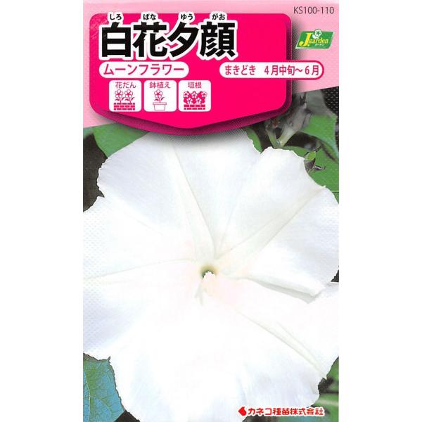 ●花径10〜15cm位の純白色の大輪で夕方6時ころから咲き出し、翌朝しぼみます。●芳花があり、鉢植えして、行灯づくりにすると最もよく、アーチや垣根などに絡まって咲く純白の清楚な花姿は晩夏の夕暮れの庭に清涼感を与えてくれます。