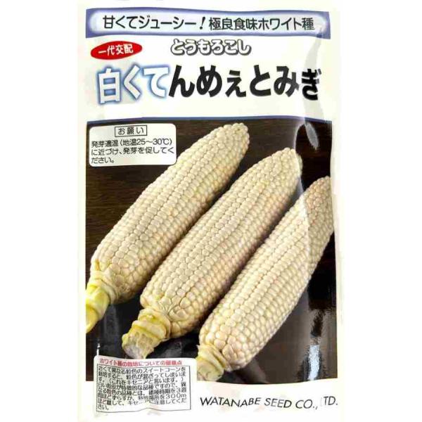 ●播種後88日程度で収穫可能な中生種です。●艶のある白色の粒色で、糖度が高く、食味に大変優れます。●比較的発芽が安定し、初期生育に優れます。●サイズが良く揃い、先端まで実がしっかり入るので見栄えが良いです。●穂重は苞葉付きで300g程度です...