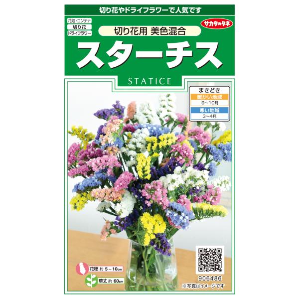 ●ドライフラワーとして人気の花で、花といわれているところは苞と呼ばれ、本当の花は中心部の小さな白や黄色の部分です。●草丈約60cm、株元から多くの茎が伸び、花穂は10cmほどになります。