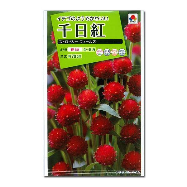●濃い橙赤の花が咲き、草丈は約70cmよく枝分かれし、たくさんの花をつけます。●暑さに強く長期間咲き続け、切り花やドライフラワーに最適です。