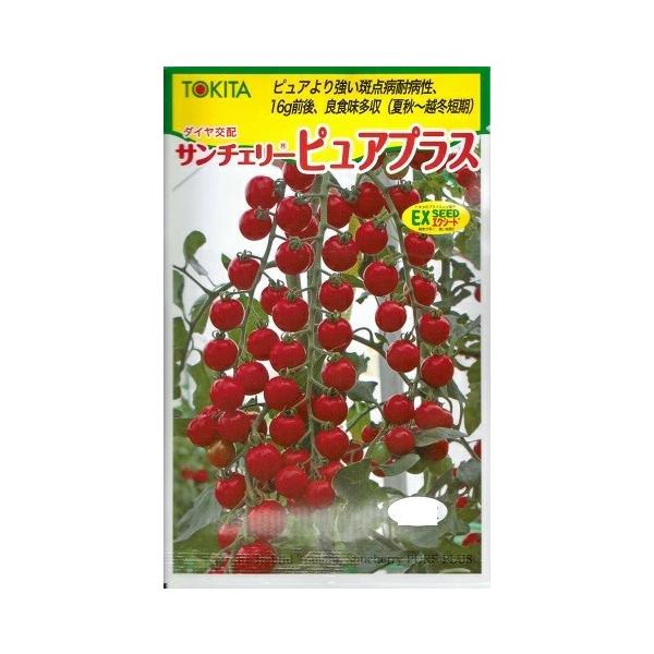 ●ピュアの収量性はそのままに、より早生に、より斑点病に強く改良した品種。●高温着果性も良いので、特に夏秋〜越冬短期までに推奨。＜栽培上の注意＞●ピュアよりも葉枚数で2、3枚早く咲くので、2段目が開花したころから追肥する。●果形を保つため、水...