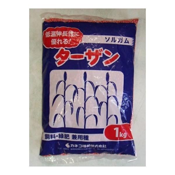 ●草丈3.5〜5mになる極長稈で太茎の晩生品種です。●低温伸長性に極優れ、平均気温12℃から早蒔きできます。●茎が乾性で乾物率が高く、多収です。●耐病性・耐倒伏性にも優れます。●条播き1〜1.5kg／10a