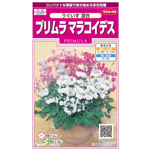 ●プリムラの仲間の中でも、とくに寒さに強く育てやすい種類です。●コンパクトな株のうちからたくさんの花茎が上がり、株をおおいつくすほどに花が咲きます。●低い温度を感じて花芽ができるので開花は12月以降です。