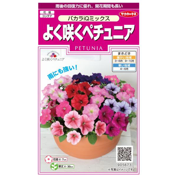 ●花径約7cmの中輪で、株いっぱいに花が長い間咲きます。●厚い花弁は雨による傷みが少なく、鮮やかな色彩の混合種です。
