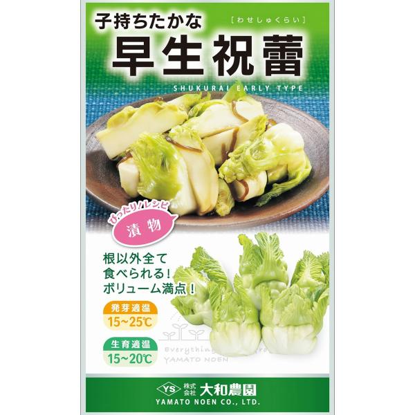 ●アブラナ科の一種、蕾の形状をしたわき芽を収獲する。●通常の祝蕾と比較して、2週間程度早く収穫可能。●酷暑期の極端な早まきを避け、育苗栽培を基本とする。●畝幅60cm×株間50cmを基準とし、元肥はキャベツの1〜2割増し。