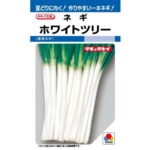 ●耐暑性にすぐれた黒柄系一本葱で、高温期の栽培でも伸びすぎない。●首のしまりがよく、軟白部は繊維が細く光沢がある。●肉質は緻密で、秋冬葱と同等の食味を持つ。●草姿は立性で草丈は90cm前後。●風による倒伏の心配は少ない。
