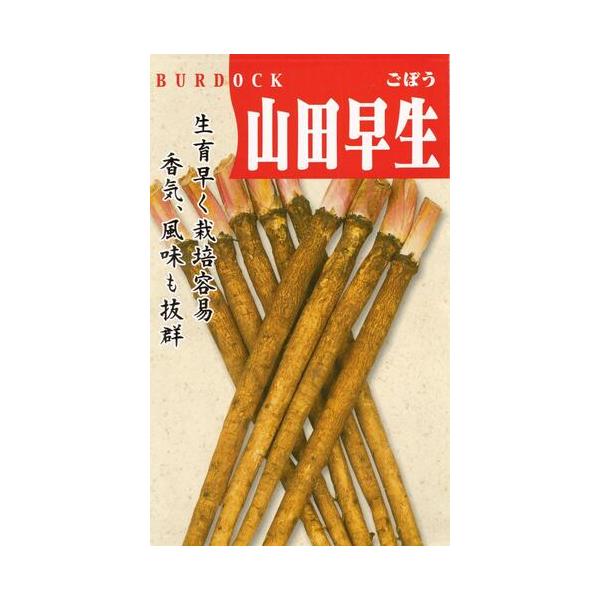 ●夏ごぼうに最適な早太り種。●根長75cm程度で尻の肉付きが良好です。