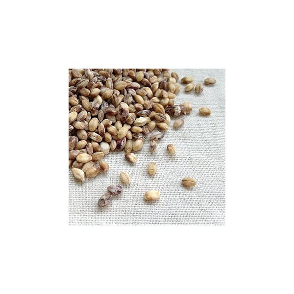 ●名称：大麦●原産地名：佐賀県●賞味期限：残り10ヶ月以上●保存方法：直射日光、高温多湿を避けて保存して下さい。