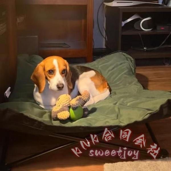 【商品説明】 ★【【折りたたみ式、お手入れ簡単】持ち運びや収納が容易で、旅行やキャンプな どのアウトドア活動にも便利です。 また、インテリアの邪魔にならないため、普段使いとしても適しています。お手入れの簡単なドッグコットは、毎日の掃除を楽に...