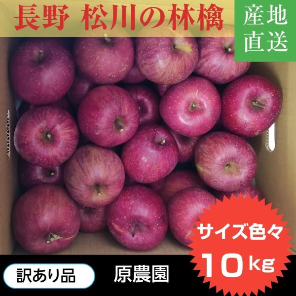 【発売日：2025年12月05日】【2025/12/上旬〜12/中旬より出荷開始。その後は一週間以内の出荷となります。】長野県松川町から【原農園】が林檎をお届けします。10kg入りの贈答用になれなかった訳あり品・B品です。サイズは色々、ダン...