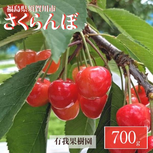 【発売日：2026年06月15日】【2026/6/中旬〜6/下旬の出荷となります。】福島県須賀川市の有我果樹園です。贈答やギフトに使えるバラ詰の予約販売となります。品種は佐藤錦 、紅秀峰、 紅てまりになり、その時期に応じて旬の品種を出荷しま...