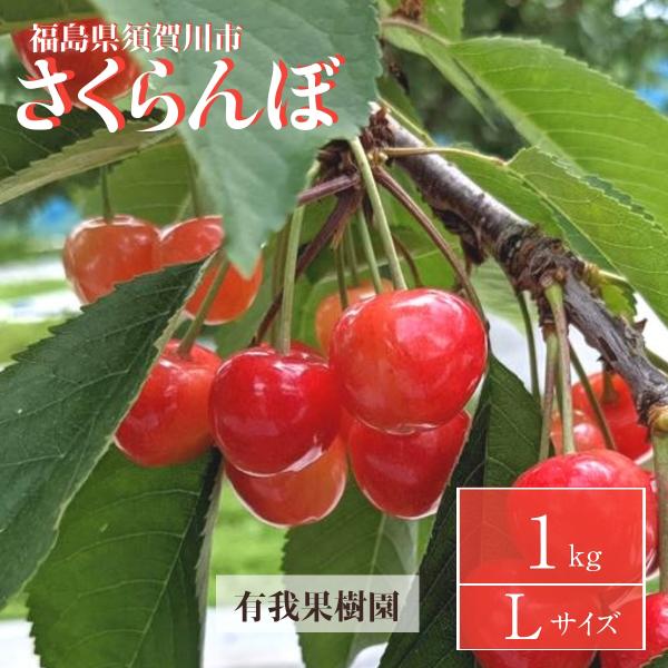 【発売日：2026年06月15日】【2026/6/中旬〜6/下旬の出荷となります。】福島県須賀川市の有我果樹園です。贈答やギフトに使えるバラ詰の予約販売となります。品種は佐藤錦 、紅秀峰、 紅てまりになり、その時期に応じて旬の品種を出荷しま...