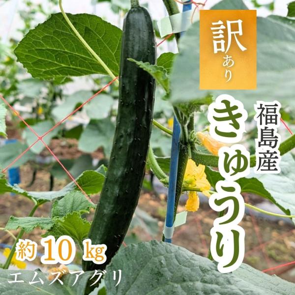 【2週間以内の出荷となります。】福島県須賀川市の【エムズアグリ】よりきゅうりをお届けします。栽培は土づくりにこだわり、米ぬかや油粕といった自然由来の素材を活かし、時間をかけて土壌を整えています。有機肥料を使用することで、きゅうり本来の甘みと...