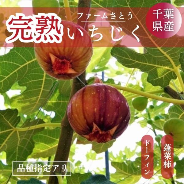 【発売日：2026年08月20日】【2026/8/上旬〜8/下旬より出荷。その後は1ヵ月以内の出荷となります。】【日付指定不可。不在の時がありましたら、備考欄に記載して下さい。】千葉県香取市の【ファームさとう】からいちじくをお届けします。フ...