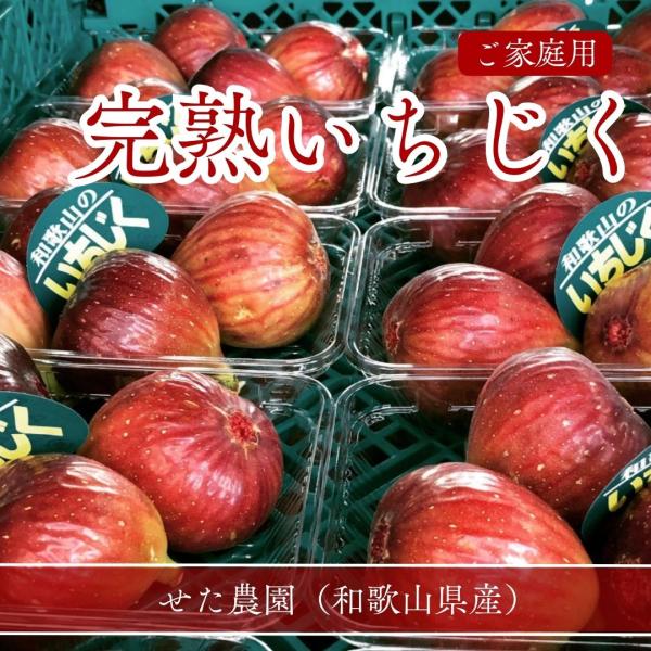 【発売日：2026年08月20日】【2026/8/中旬〜8/下旬より出荷開始。その後は7日以内の出荷となります。】【北海道・沖縄県への配送は未対応となっております。】和歌山県岩出市の【せた農園】からいちじくをお届けします。和歌山県は無花果の...