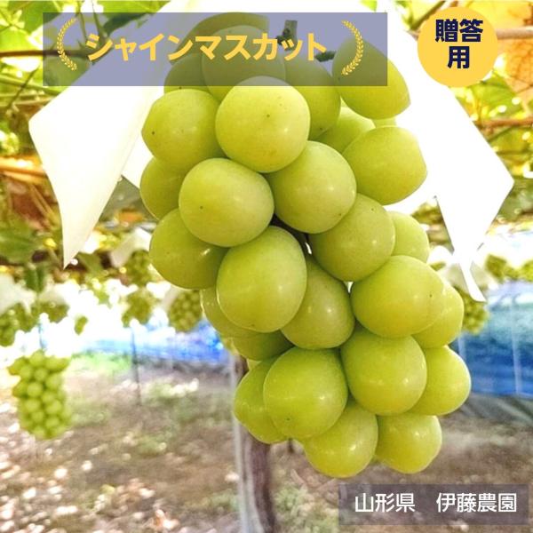 【発売日：2026年09月20日】【2026/9/中旬〜9/下旬より出荷開始。その後は一週間以内の出荷となります。】山形県の【伊藤農園】よりシャインマスカットをお届けします。2房が化粧箱入りで、贈答用になっております。葡萄の中でも年々人気が...
