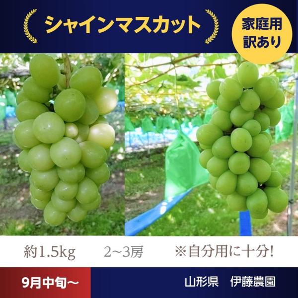 【発売日：2026年09月20日】【2026/9/中旬〜9/下旬より出荷。その後は一週間以内の出荷となります。】山形県天童市の【伊藤農園】よりシャインマスカットをお届けします。ご家庭用に価格をお買求めしやすいものとなっております。ちょっとし...