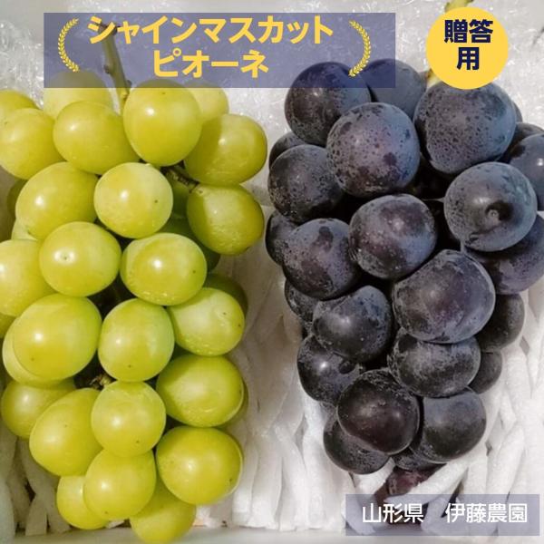 【発売日：2026年09月20日】【2026/9/中旬〜9/下旬より出荷開始。その後は1週間以内の出荷となります。】山形県天童市の【伊藤農園】よりシャインマスカット・ピオーネをお届けします。シャインマスカット1房・ピオーネ1房入りです。3房...