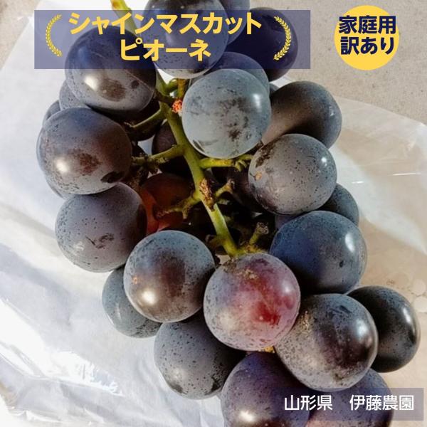 【発売日：2026年09月20日】【2026/9/中旬〜9/下旬より出荷開始。その後は1週間以内の出荷となります。】山形県天童市の【伊藤農園】よりシャインマスカット・ピオーネをお届けします。シャインマスカット1房・ピオーネ1房入りです。3房...