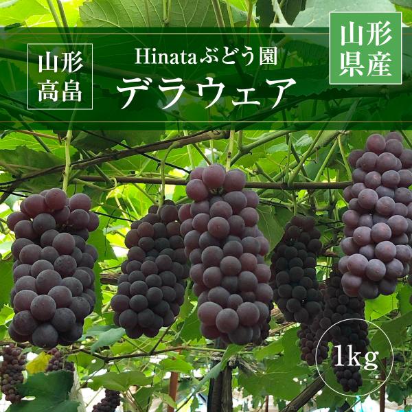 【発売日：2026年08月01日】【2026/7/下旬〜8/中旬の出荷】山形県高畠町 の【Hinataぶどう園】よりブドウをお届けします。日本一のデラウェア産地として知られている山形県置賜地方で1950年からデラウェア栽培を行っているぶどう...