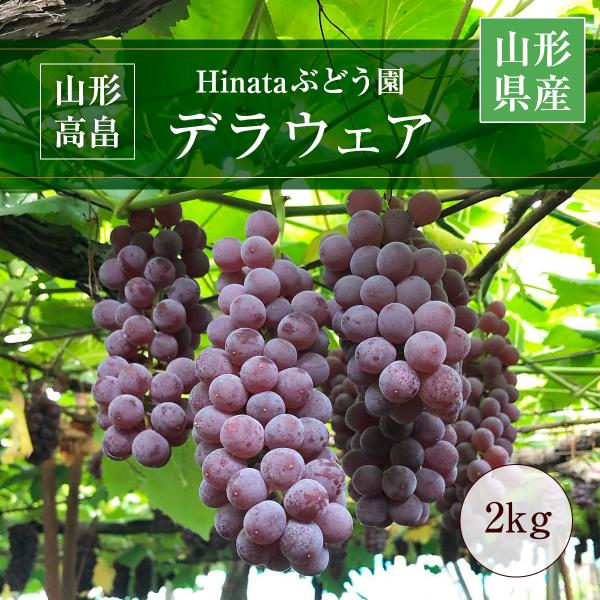 【発売日：2026年08月01日】【2026/7/下旬〜8/中旬の出荷】山形県高畠町 の【Hinataぶどう園】よりブドウをお届けします。日本一のデラウェア産地として知られている山形県置賜地方で1950年からデラウェア栽培を行っているぶどう...