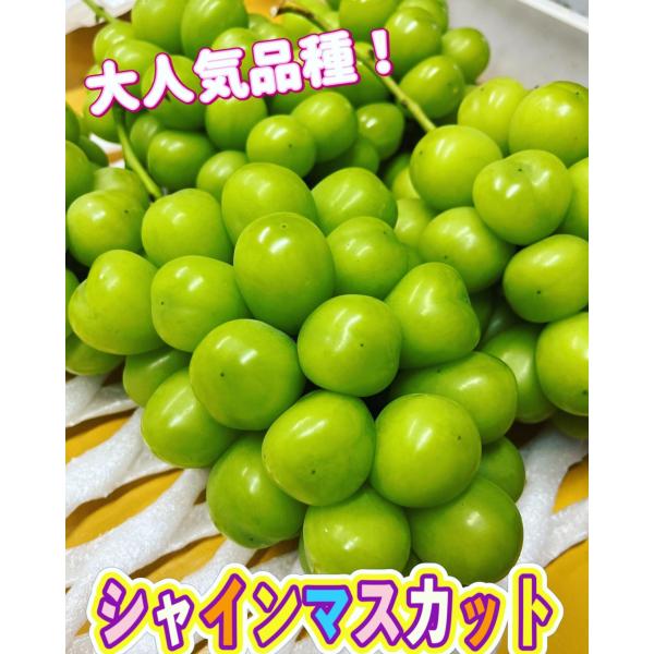 【発売日：2026年09月15日】【2026/9/中旬〜9/下旬より出荷開始。その後は1週間以内の出荷となります。】山形県高畠町の【土屋農園】から葡萄をお届けします。まほろばの里（周囲が山々に囲まれた平地で、実り豊かな住みよい所という意）高...