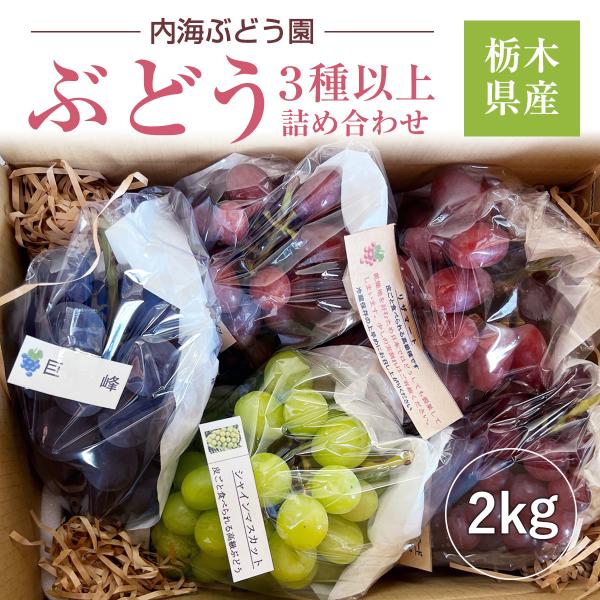 【発売日：2026年08月25日】【2026/8/中旬〜8/下旬より出荷開始。その後は、10日以内の出荷となります。】栃木県栃木市の【内海ぶどう園】よりぶどうをお届けします。栃木県栃木市大平町は、ぶどう栽培が盛んな土地です。水はけのよい急斜...