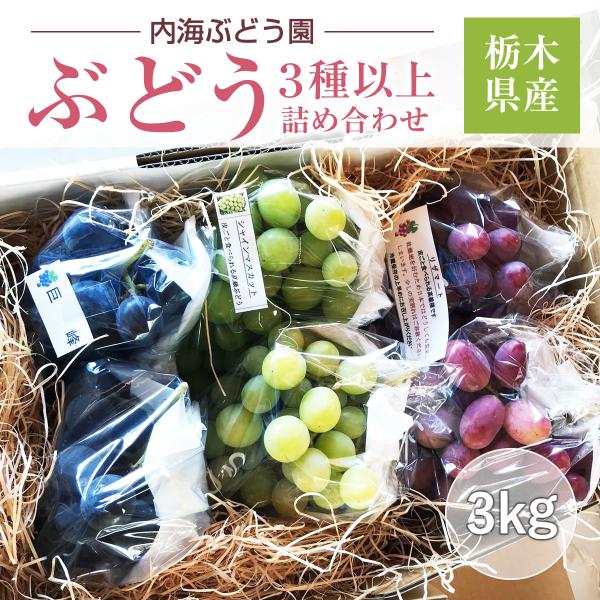 【発売日：2026年08月25日】【2026/8/中旬〜8/下旬より出荷開始。その後は、10日以内の出荷となります。】栃木県栃木市の【内海ぶどう園】よりぶどうをお届けします。栃木県栃木市大平町は、ぶどう栽培が盛んな土地です。水はけのよい急斜...