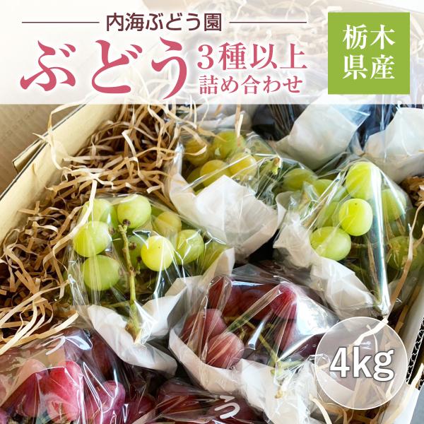 【発売日：2026年08月25日】【2026/8/中旬〜8/下旬より出荷開始。その後は、10日以内の出荷となります。】栃木県栃木市の【内海ぶどう園】よりぶどうをお届けします。栃木県栃木市大平町は、ぶどう栽培が盛んな土地です。水はけのよい急斜...