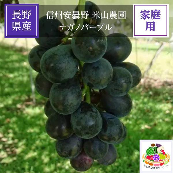 【発売日：2026年09月01日】【2026/9/上旬〜9/中旬より出荷開始。その後は1週間以内の出荷となります。】長野県安曇野市の【米山農園】よりぶどうをお届けします。ナガノパープルは「巨峰」×「リザマート」長野県生まれのブドウ。１５〜２...