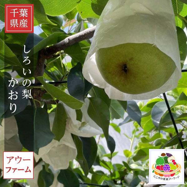 【発売日：2026年09月20日】【2026/9/中旬〜10/上旬の出荷。】“匠の逸品” 千葉県白井市より【アウーファーム】が梨をお届けします。＜アウーファームの梨の美味しさの秘密は、歴史ある梨づくりの地にあり＞千葉県白井市は、100年を超...
