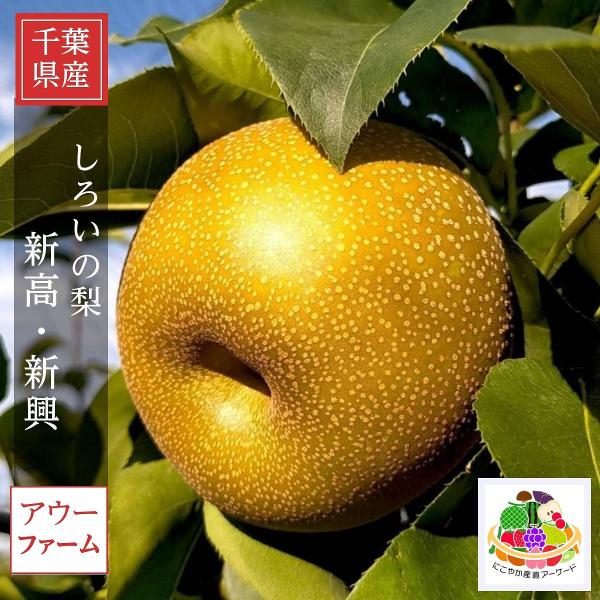 【発売日：2026年10月01日】【2026/9/下旬〜10/上旬より出荷。その後は10日以内の出荷となります。】“匠の逸品” 千葉県白井市より【アウーファーム】が梨をお届けします。＜アウーファームの梨の美味しさの秘密は、歴史ある梨づくりの...