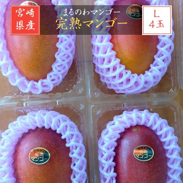 【発売日：2026年05月08日】【2026/5/上〜5/中より出荷開始。その後は1週間以内の出荷となります。】宮崎県宮崎市の【まるのわマンゴー】からマンゴーをお届けします。宮崎県のマンゴーは、樹上完熟ネット落下。樹の上で限界まで完熟し、自...