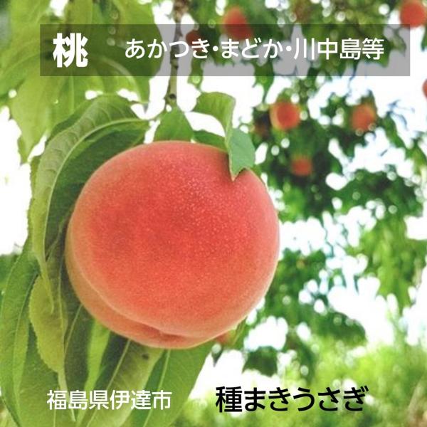【発売日：2026年08月01日】【2026/7/下旬〜8/上旬より出荷となります。】福島県伊達市【種まきうさぎ】より桃をお届けします。あかつき・まどか・川中島・かぐや・ゆうぞら・王貴妃（黄桃）・さくら・黄金桃・みはる白桃と続いています。品...