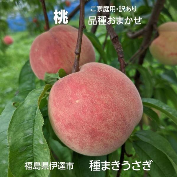 【発売日：2023年07月25日】【7/下旬〜8月上分からの出荷。その後は一週間以内の出荷となります。】福島県伊達市から【種まきうさぎ】が桃をお届けします。福島の桃は少し硬めなものが多いです。 品種はお任せで、あかつき・まどか・川中島・その...