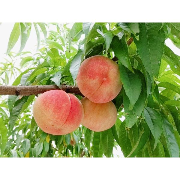 【発売日：2026年08月01日】【2026/7/下旬〜8/上旬から出荷開始。その後は14日以内の出荷となります。】福島県須賀川市の【箭内厳雄果樹園】から桃を産地直送します。7月から（早生種）昂紀・なつかんろからスタートしてあかつき・川中島...