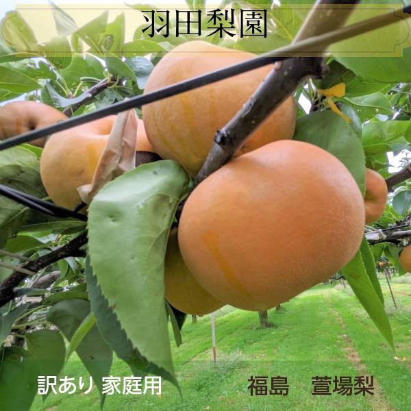 【発売日：2026年09月01日】【2026/9/上旬〜9/中旬より出荷開始。その後は一週間以内の出荷となります。】福島県福島市の【羽田梨園】から梨をお届けします。梨の名産地『萱場』で梨だけを栽培している梨農家さんです。萱場地区では一面梨だ...