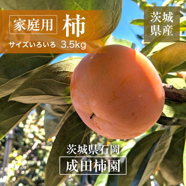 【発売日：2026年11月15日】【2026/11/上旬〜11/中旬より出荷開始。その後は一週間以内の出荷となります。】茨城県石岡市やさと地区より【成田柿園】が柿をお届けします。茨城県のほぼ中心部、筑波山の東側に位置する石岡市八郷地区（旧・...