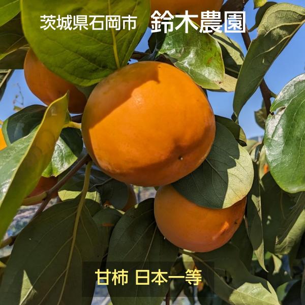 【発売日：2026年11月02日】【2026/10/下旬〜11/上旬より出荷開始。その後は一週間以内の出荷となります。】茨城県石岡市の【鈴木農園】から甘柿をお届けします。茨城県石岡市の八郷地区は皇室献上柿を産出する柿の名産地で、色々な柿農産...