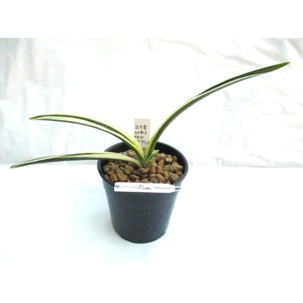 NO.301日月星２才割子。根多い。ポリ実生鉢2.5号に植えています。