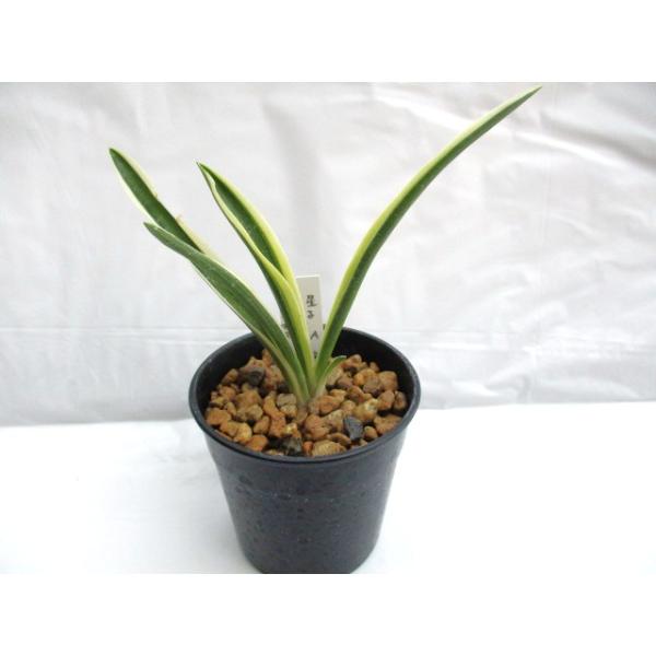 NO.316日月星割口小さい。２才割子。根多い。ポリ実生鉢2.5号に植えています。