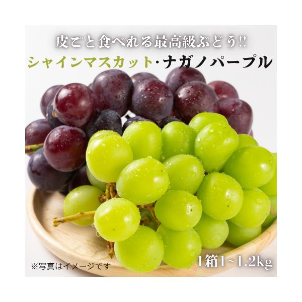 大阪の大人気八百屋『笑福青果』からご注文を随時発送致します。商品名：シャインマスカット &amp; ナガノパープル 産地：香川県/山梨県/長野県/岡山県/兵庫県/新潟県内容量：2房約1kg〜1.2kgの大房プレゼント！贈り物に！とても甘く爽...