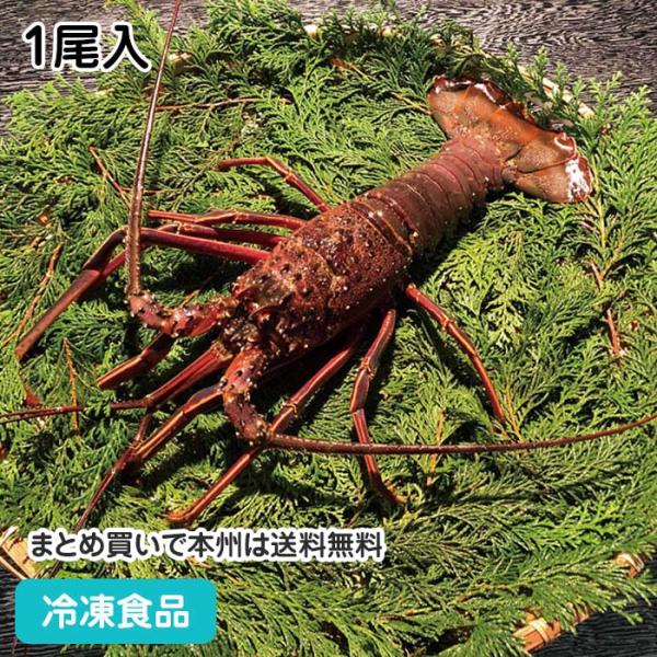 【冷凍商品】【業務用】【業務用食材】【7,990円以上ご購入で送料無料】【食彩ネットショップ】漁獲時に角や足が取れてしまった伊勢海老をお買得に!もちろん急速冷凍だから鮮度は抜群!※サイズは冷凍前に計測し、サイズ分けしております。■原材料：伊...