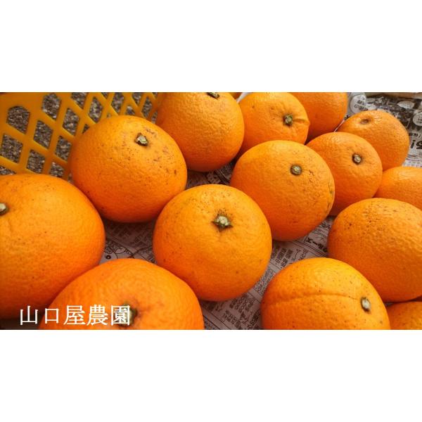 普通八朔　因島産　箱込10kg　Mサイズ 約38個（個数よりも総重量を重視しています。）(少し小ぶりサイズな人気のMサイズだけで箱詰め致します。）『山口屋農園から皆様へ』多くのお客さんからのお正月に食べたい！！というご要望にお応えして、初の...