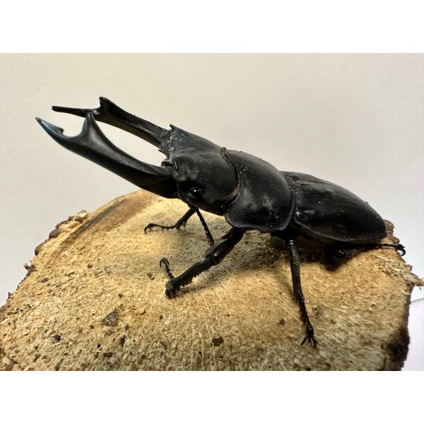 品名：オオクワガタ【能勢YG血統】■産地：能勢産■全長：♂81mmUP×♀フリーサイズ■数量：1♂1♀ 合計2匹■累代：CBF1■羽化：2022年5月頃■状態：後食済、未使用■その他：フセツ欠け、麻痺等なし■梱包(1)生体はクリアスライダー...