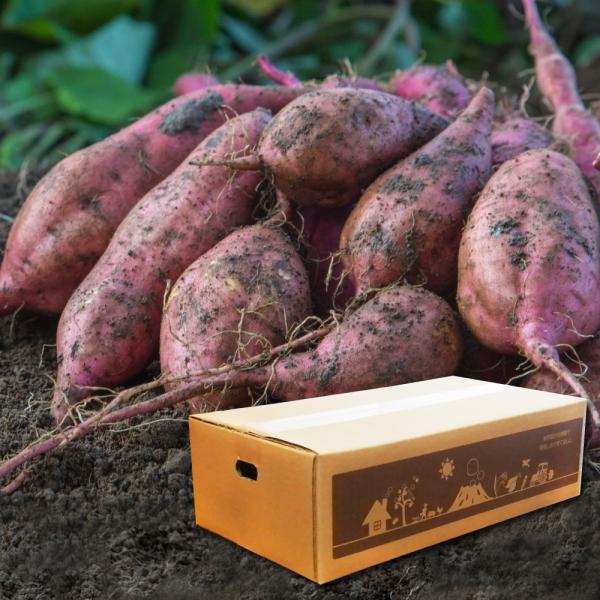 【発売日：2024年08月19日】こちらの商品は、本年度掘りたての「新芋」です。貯蔵熟成しておりませんので、ホクホクした食感とさっぱりしたお芋の風味をお楽しみいただけます。※熟成させていないため、ねっとり系の食感ではございません。　ご了承の...