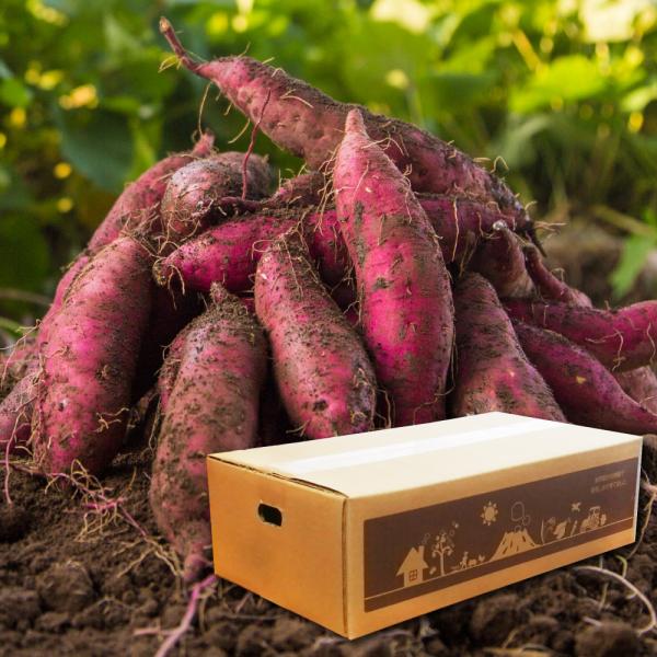 【発売日：2024年08月19日】こちらの商品は、本年度掘りたての「新芋」です。貯蔵熟成しておりませんので、ホクホクした食感とさっぱりしたお芋の風味をお楽しみいただけます。※熟成させていないため、ねっとり系の食感ではございません。　ご了承の...