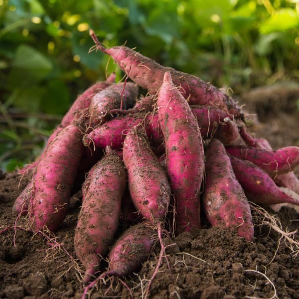 【発売日：2024年08月19日】こちらの商品は、本年度掘りたての「新芋」です。貯蔵熟成しておりませんので、ホクホクした食感とさっぱりしたお芋の風味をお楽しみいただけます。※熟成させていないため、ねっとり系の食感ではございません。　ご了承の...
