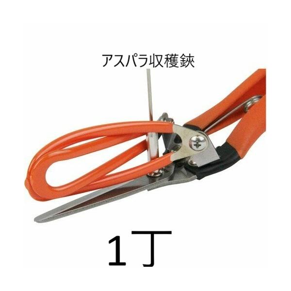 定形外郵便での発送になる為、代金引き換えは出来ません。配達日時指定は反映されません。(お届け先により変更になる場合がございます。)最高の切れ味でアスパラをカット、アスパラ専用収穫道具です。全長：205mm／刃長：63mm28cm着脱式ものさ...